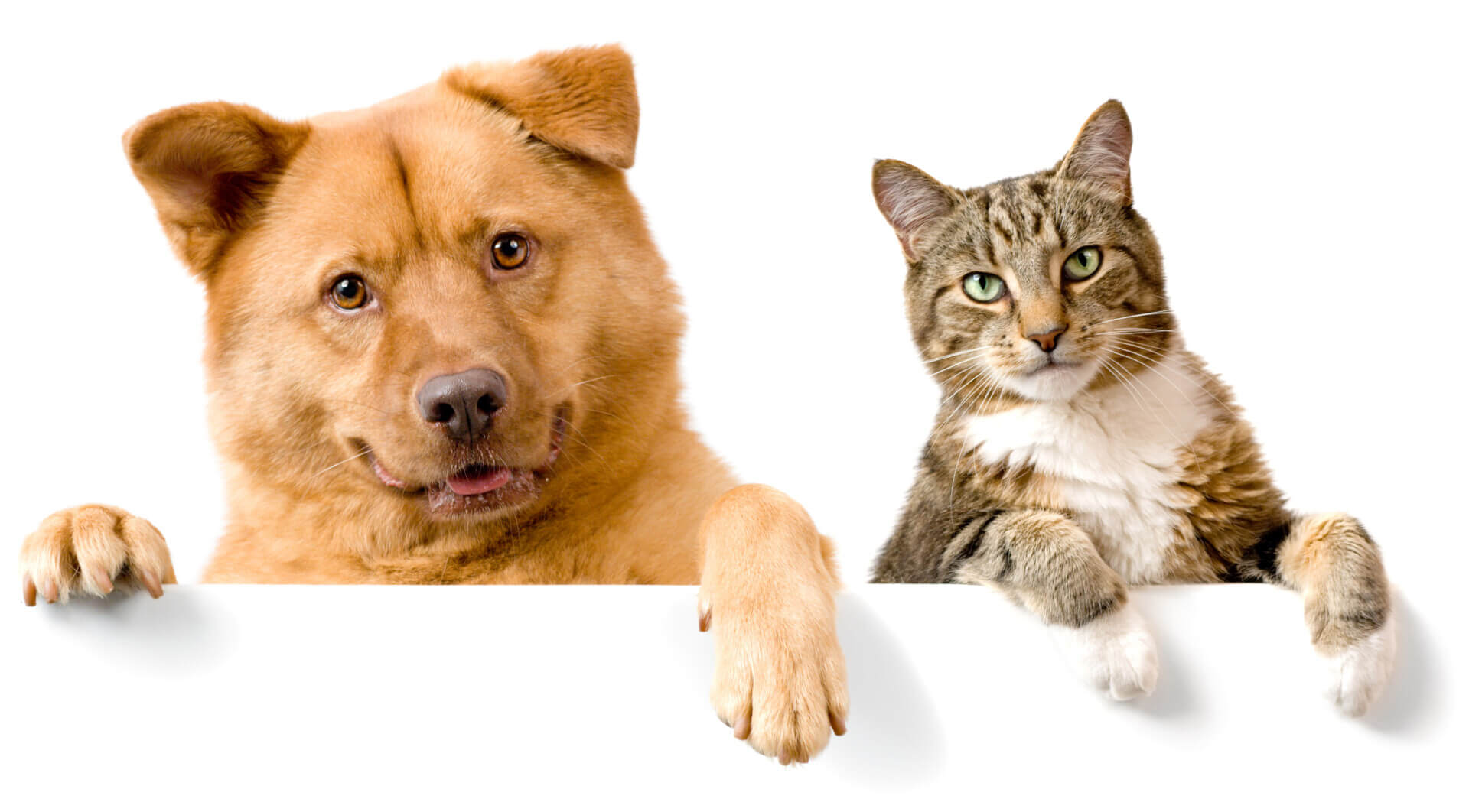 Home - Hill Country Pet Paradise